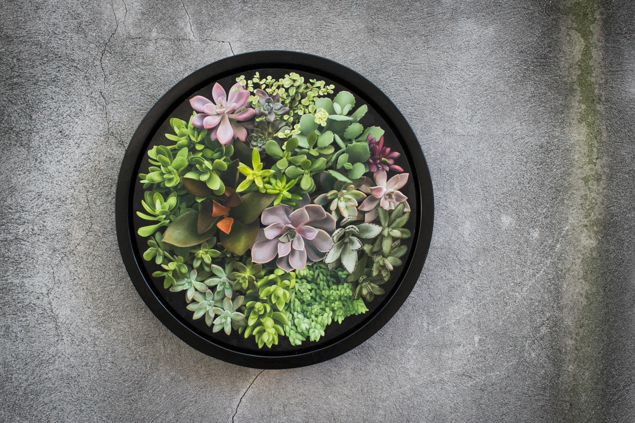 The Everlasting Calm: Succulent Plant Paintings – Robert Lange Studios